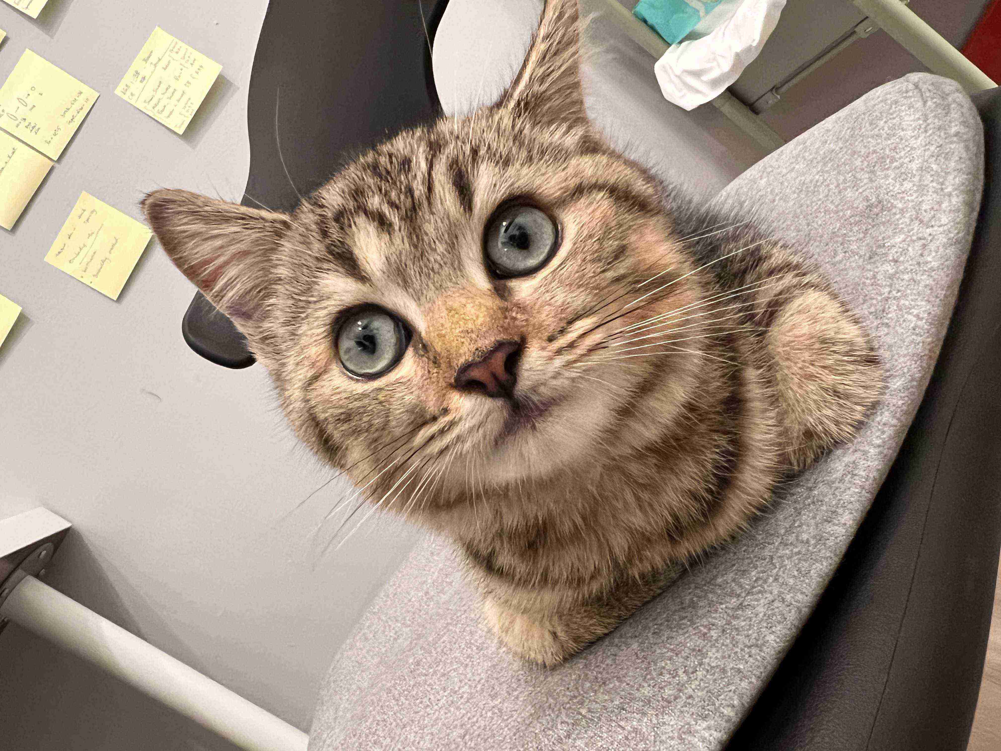 Gallery | Morris Yu-Chao Huang