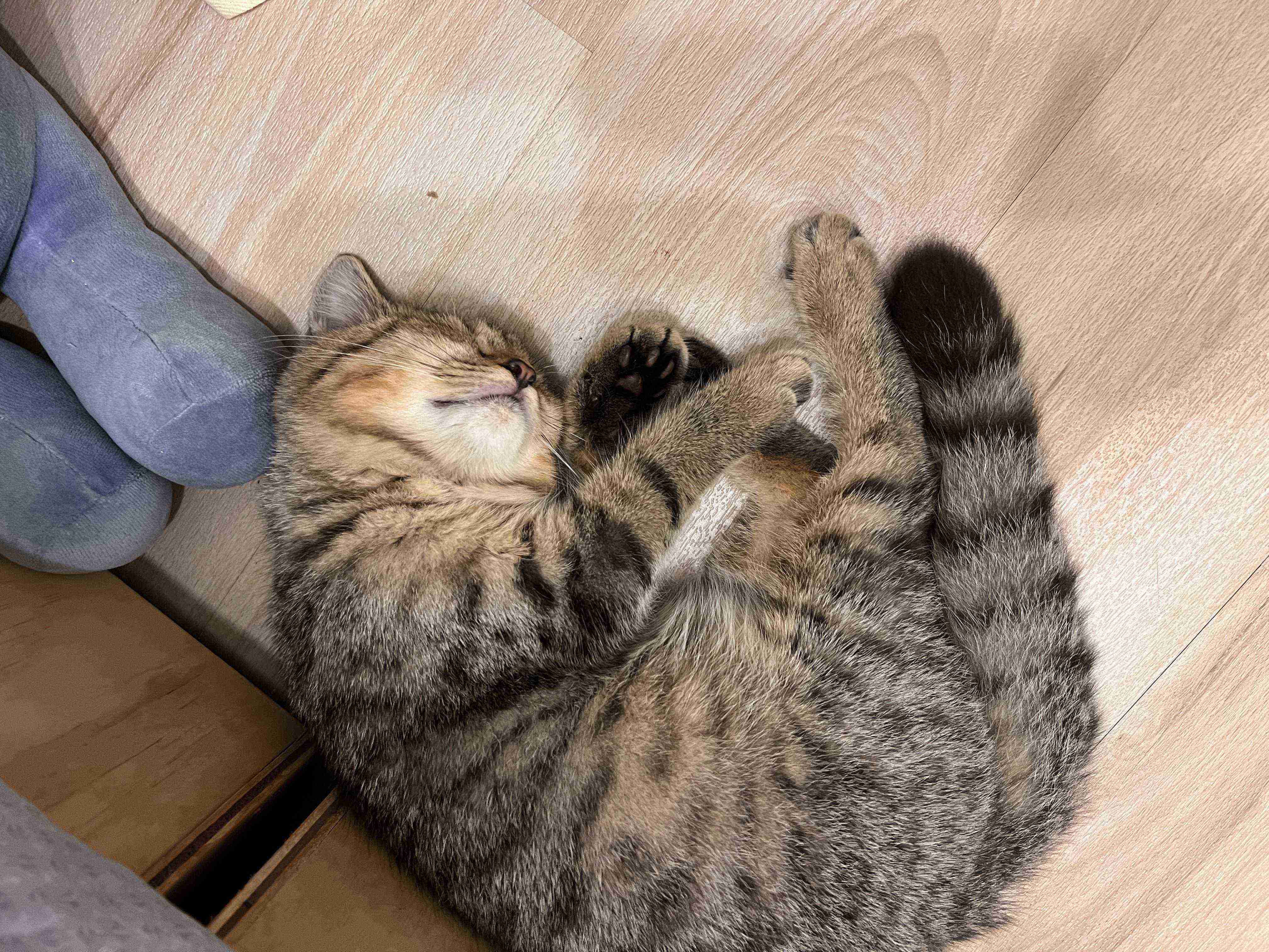 Gallery | Morris Yu-Chao Huang