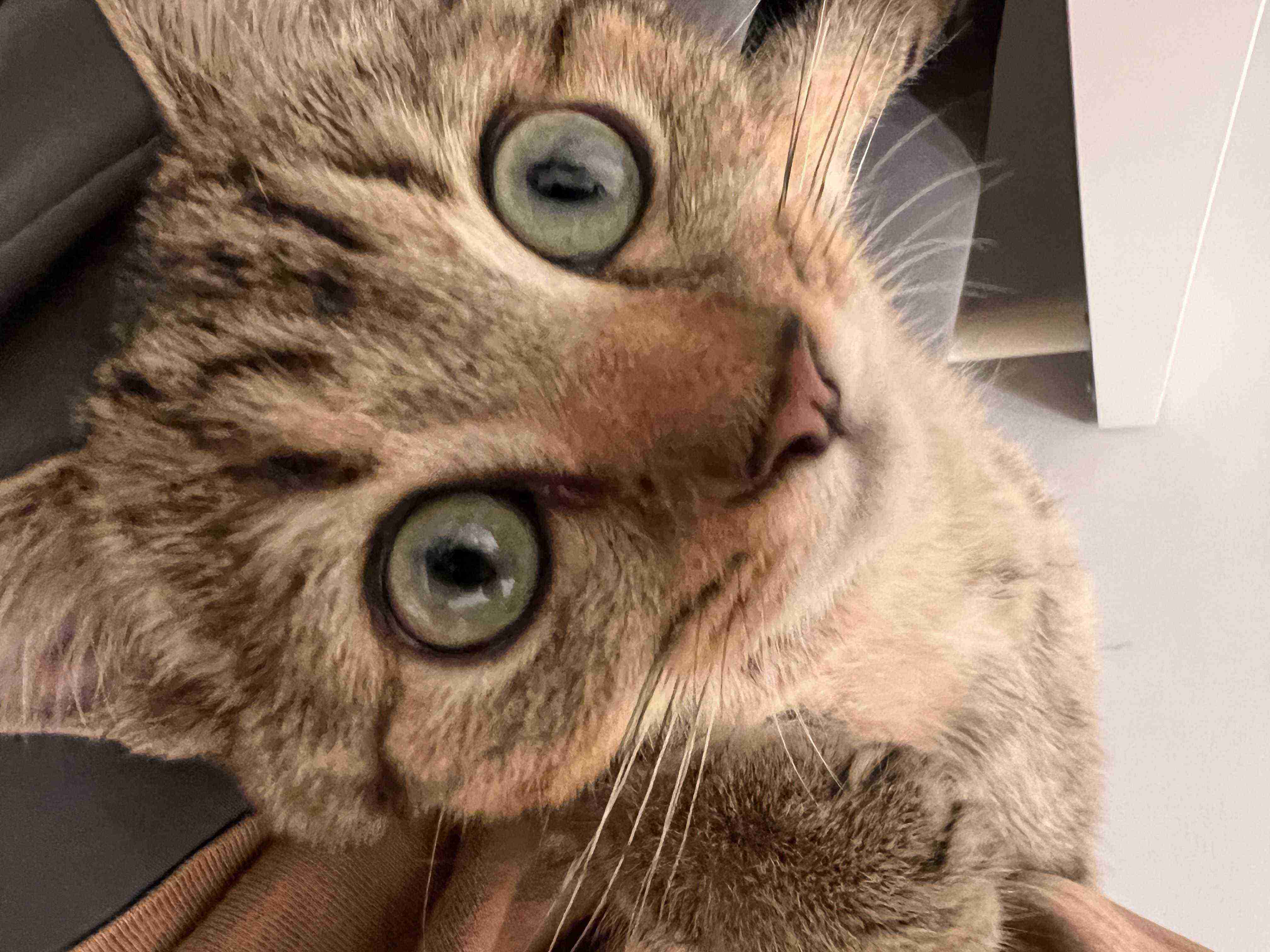 Gallery | Morris Yu-Chao Huang