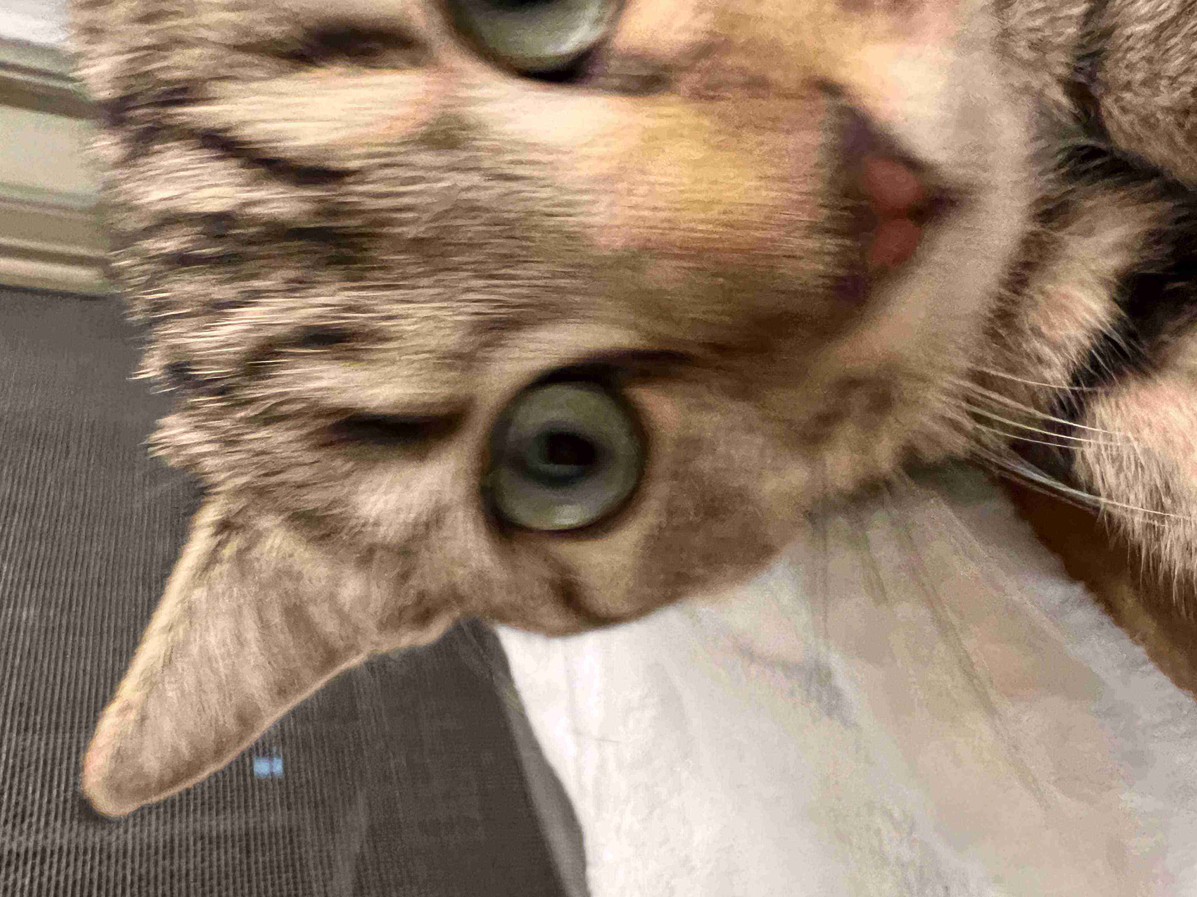 Gallery | Morris Yu-Chao Huang