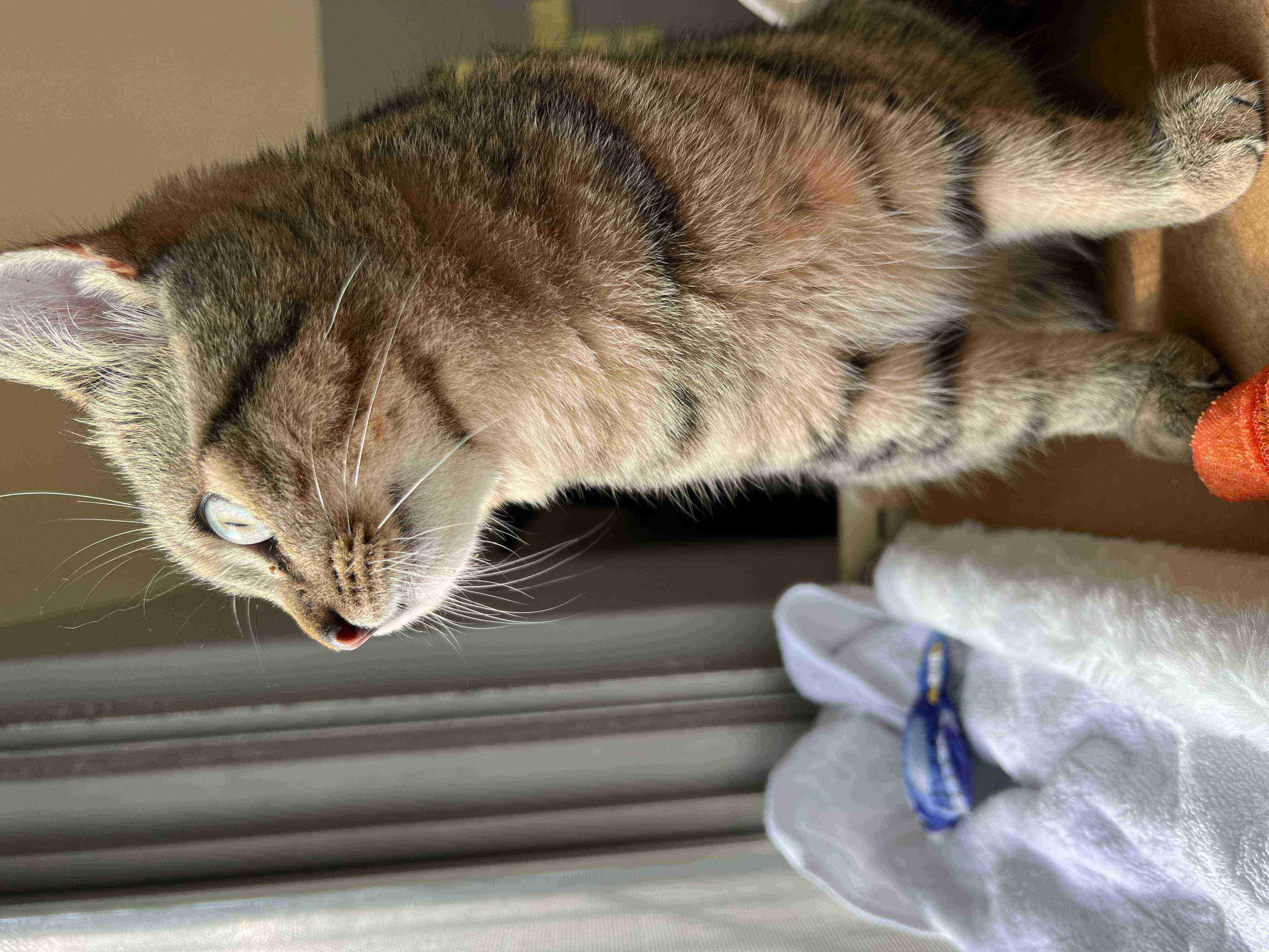 Gallery | Morris Yu-Chao Huang