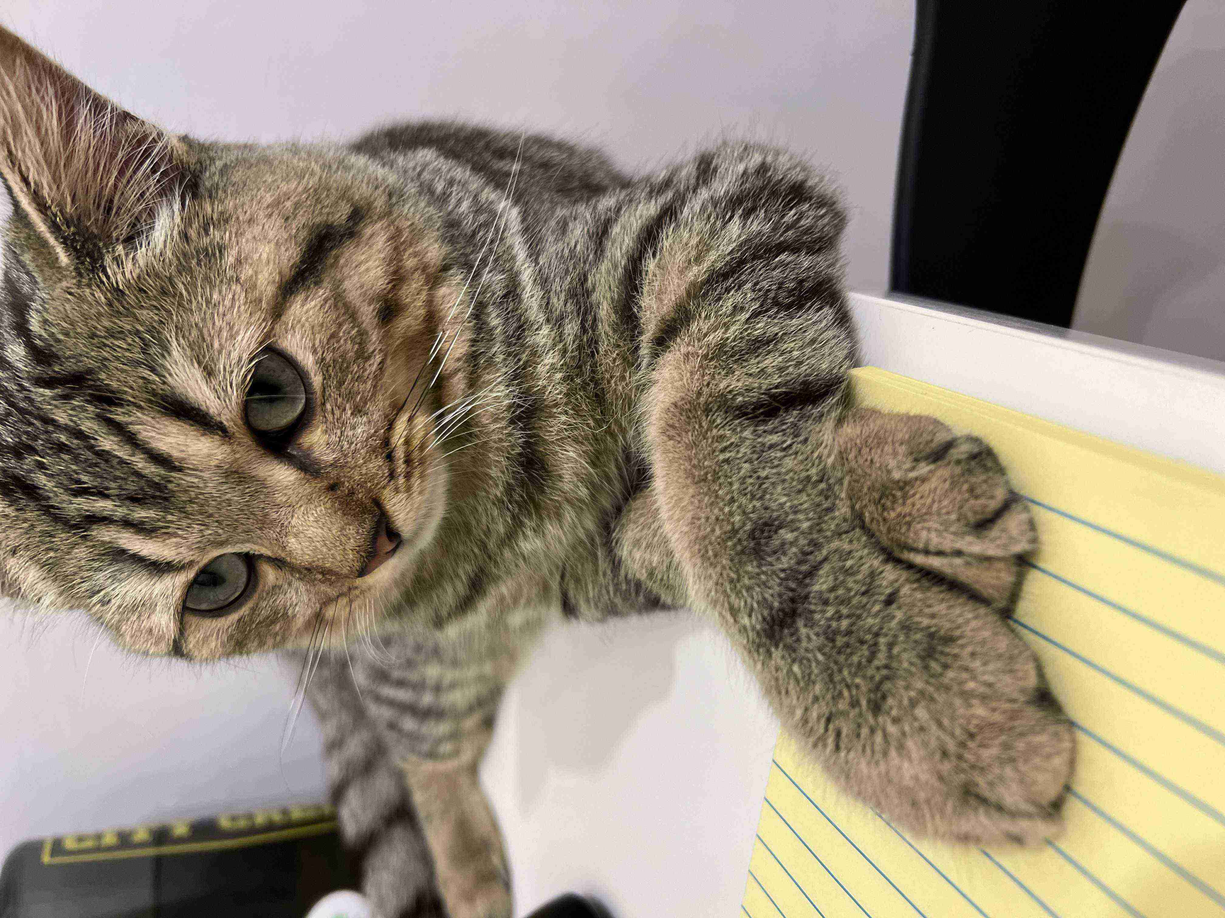 Gallery | Morris Yu-Chao Huang