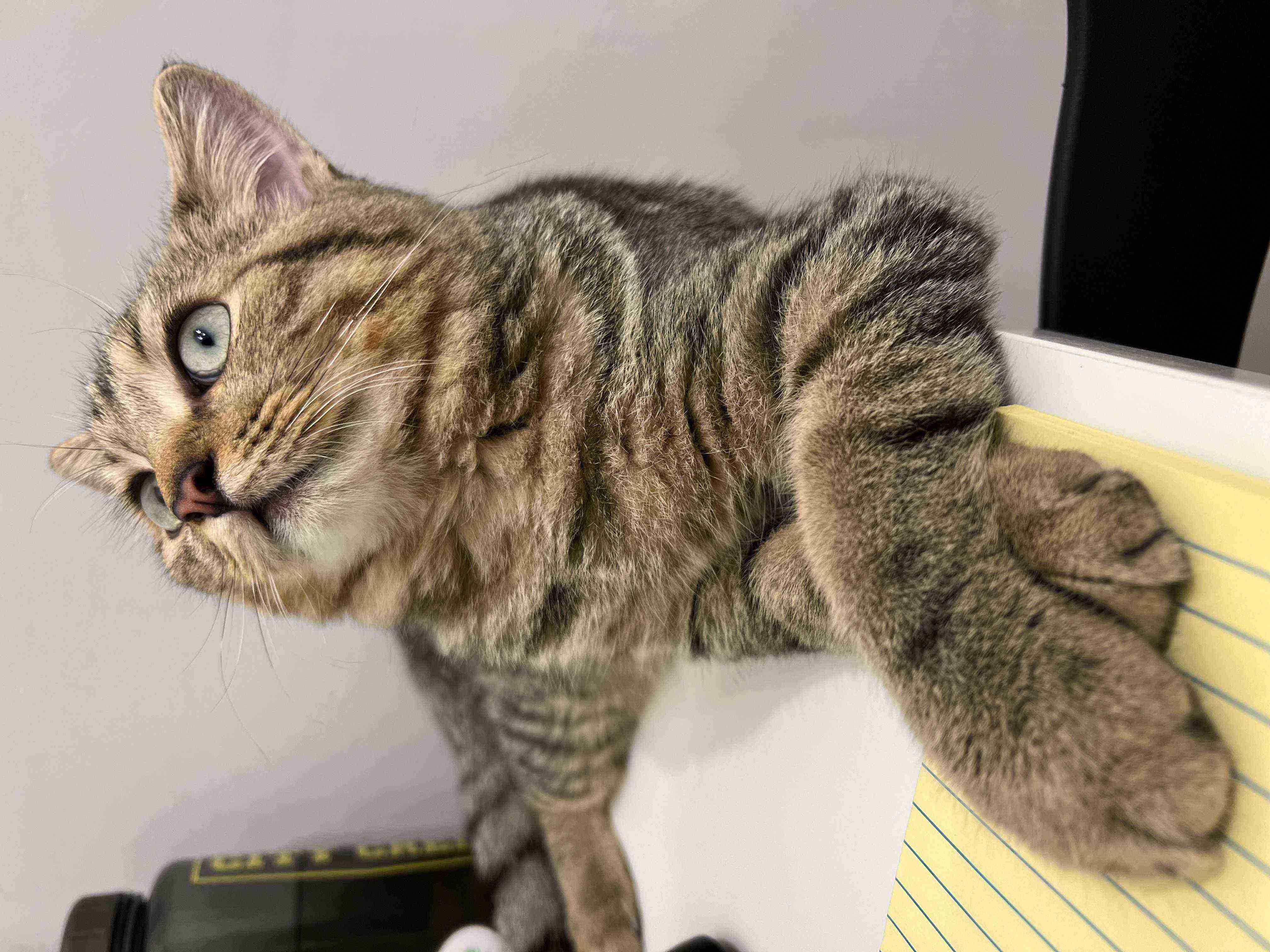 Gallery | Morris Yu-Chao Huang