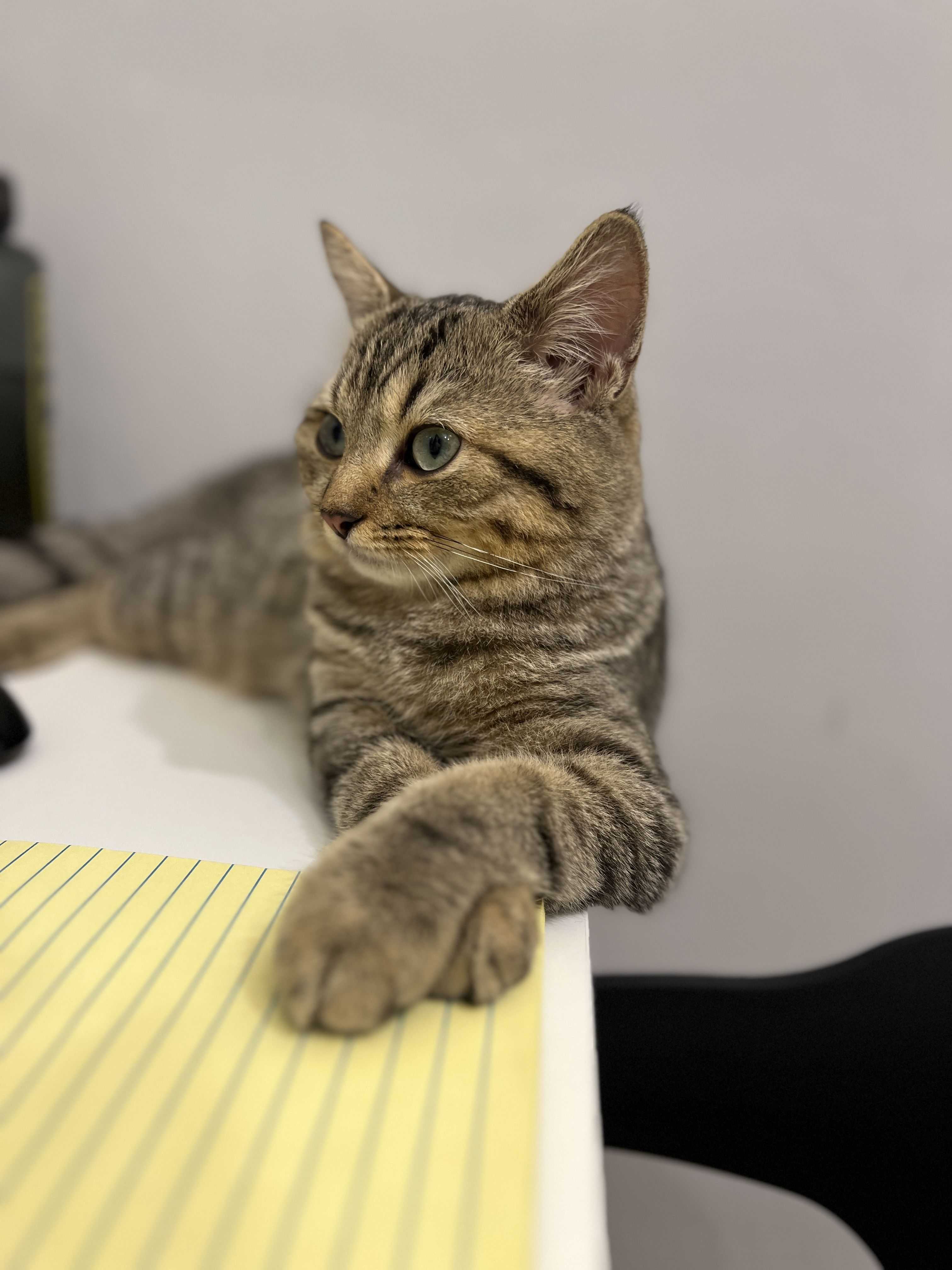 Gallery | Morris Yu-Chao Huang