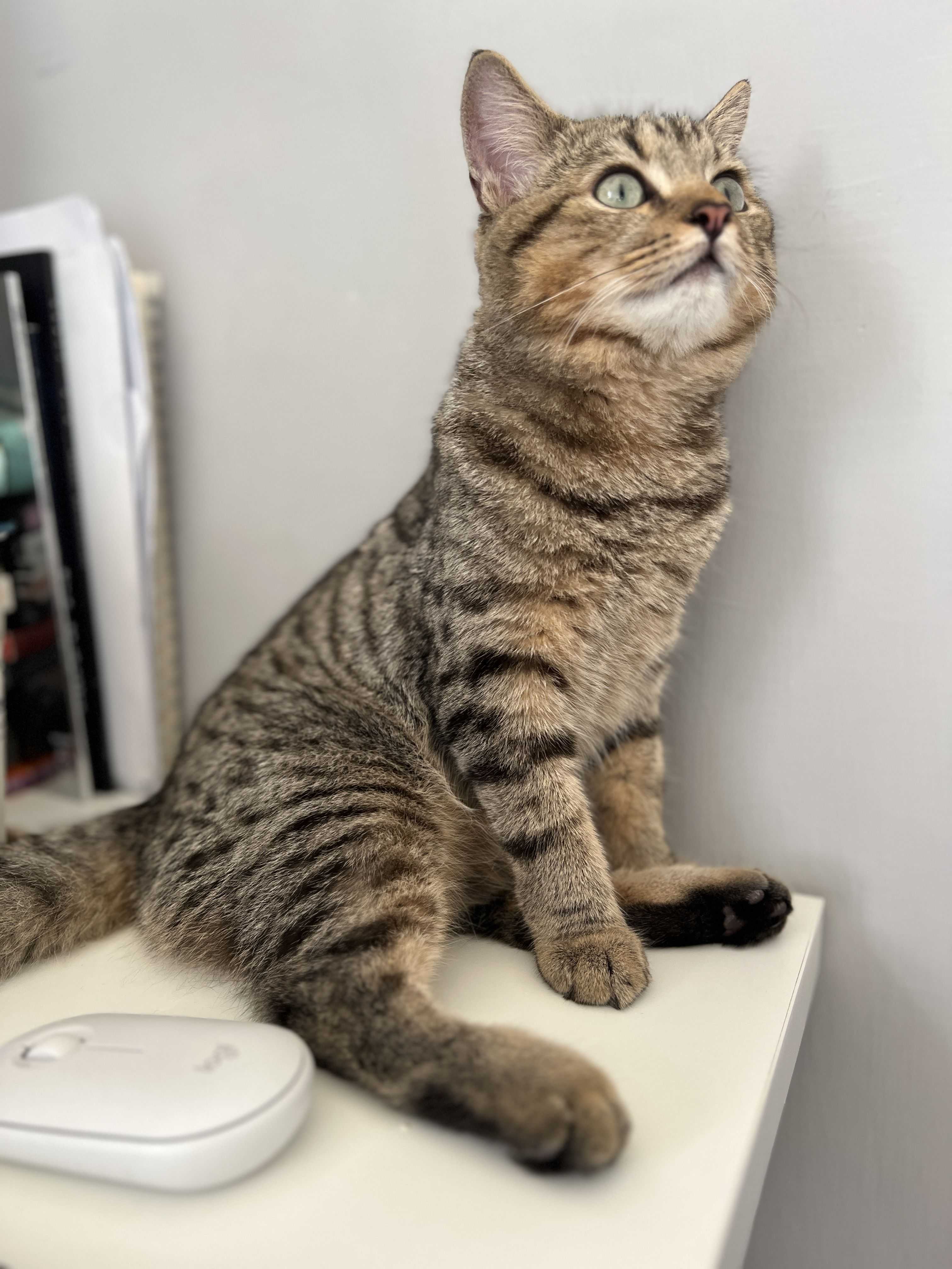 Gallery | Morris Yu-Chao Huang