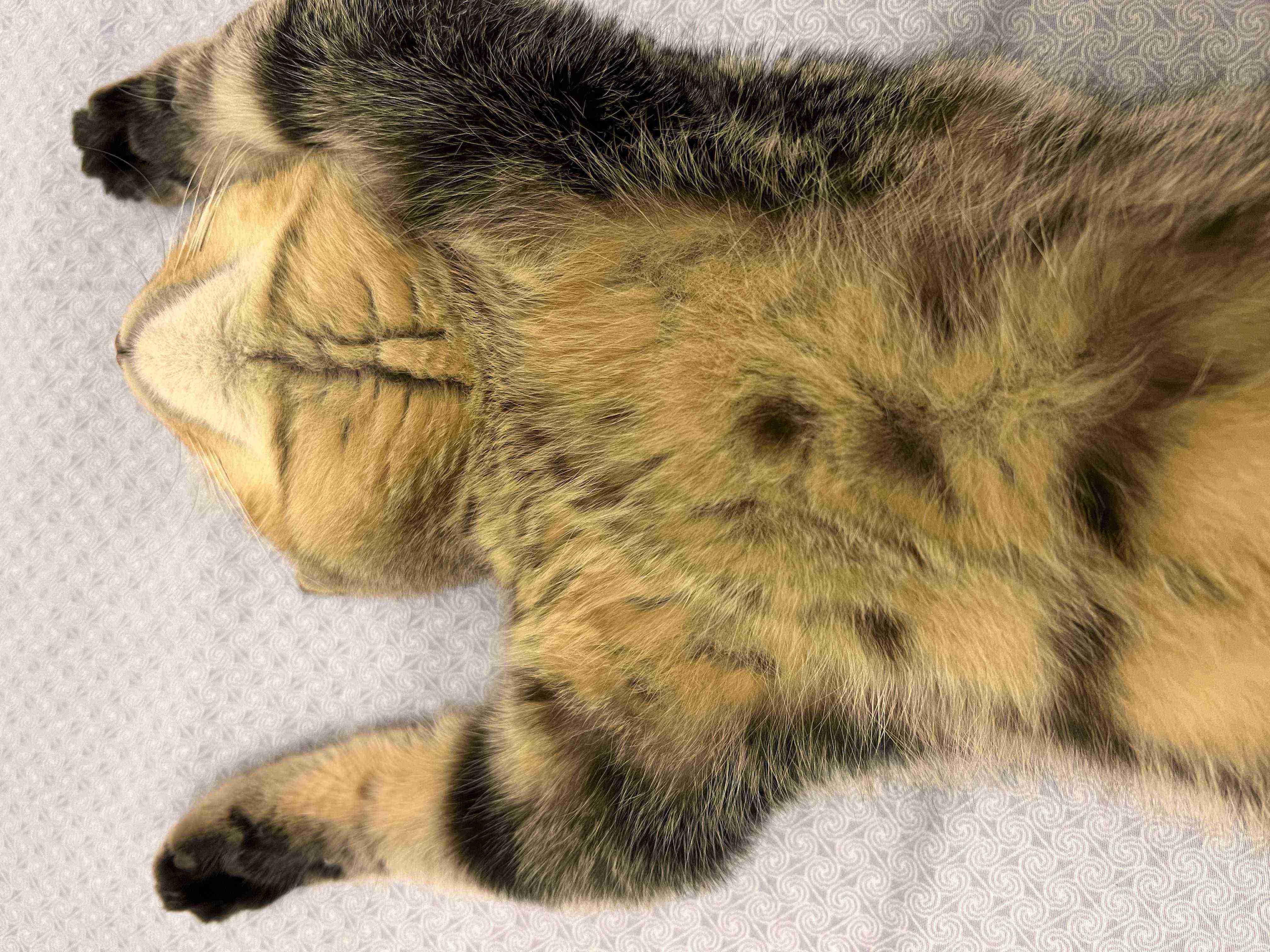 Gallery | Morris Yu-Chao Huang