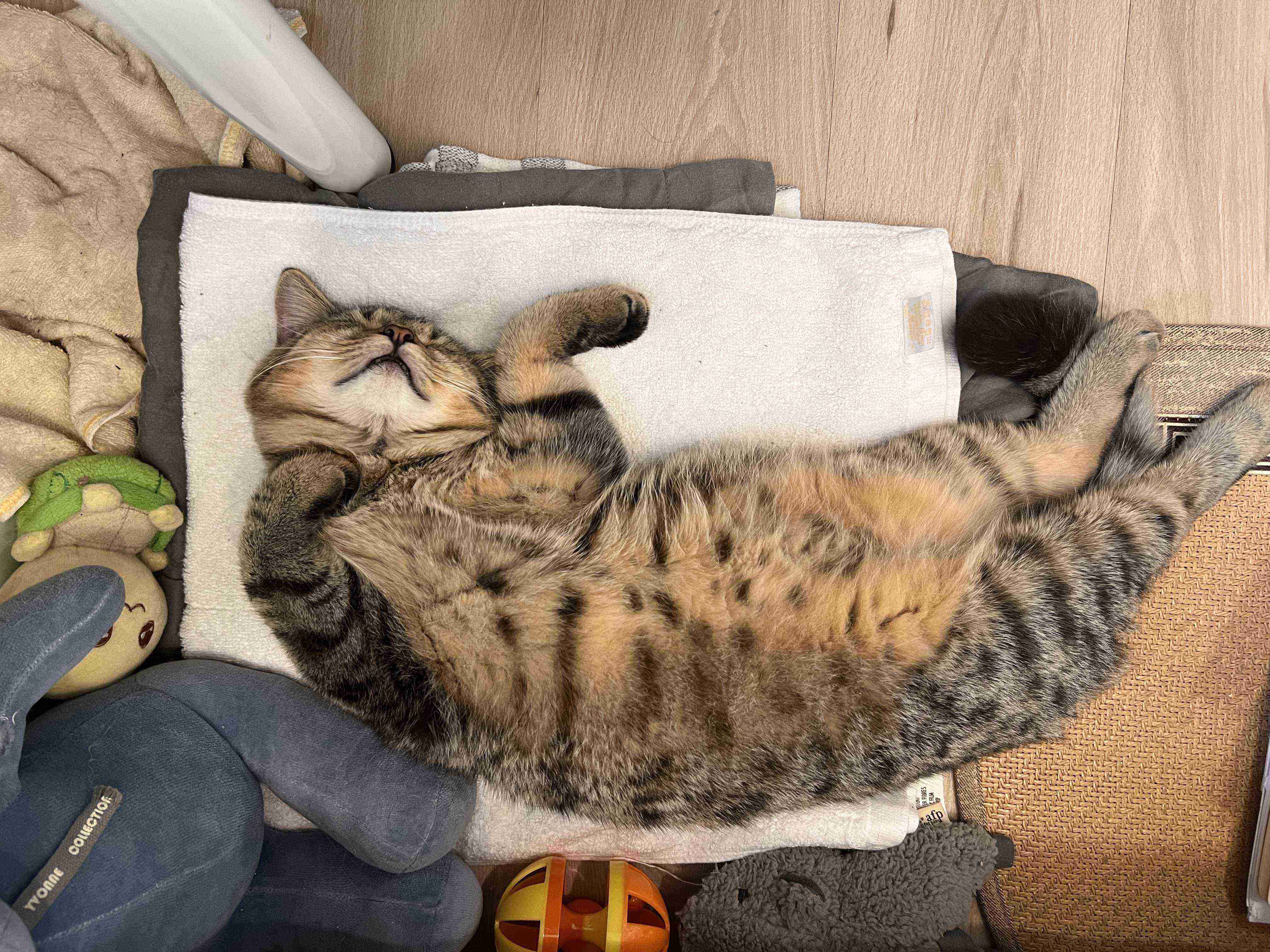 Gallery | Morris Yu-Chao Huang