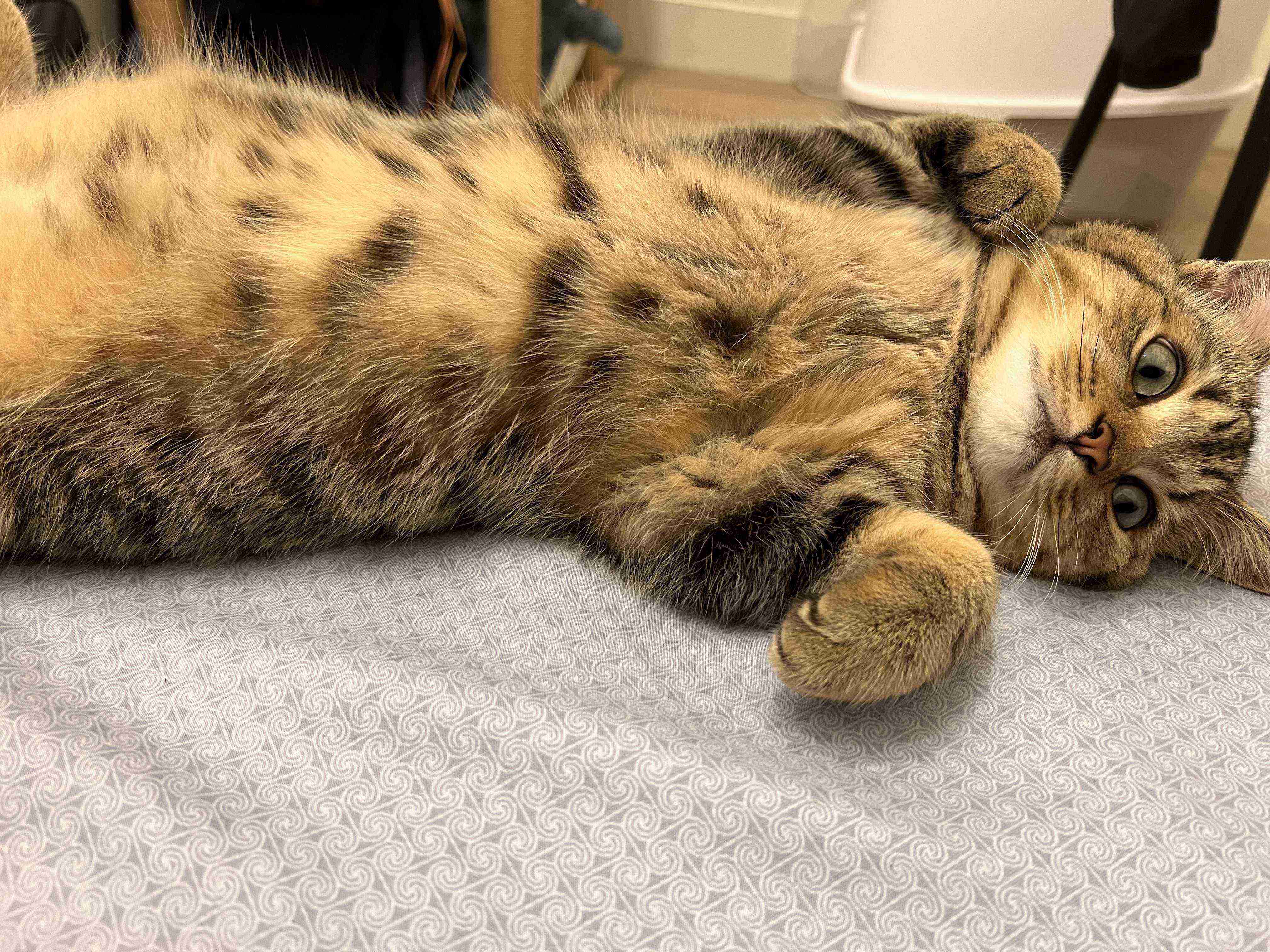 Gallery | Morris Yu-Chao Huang