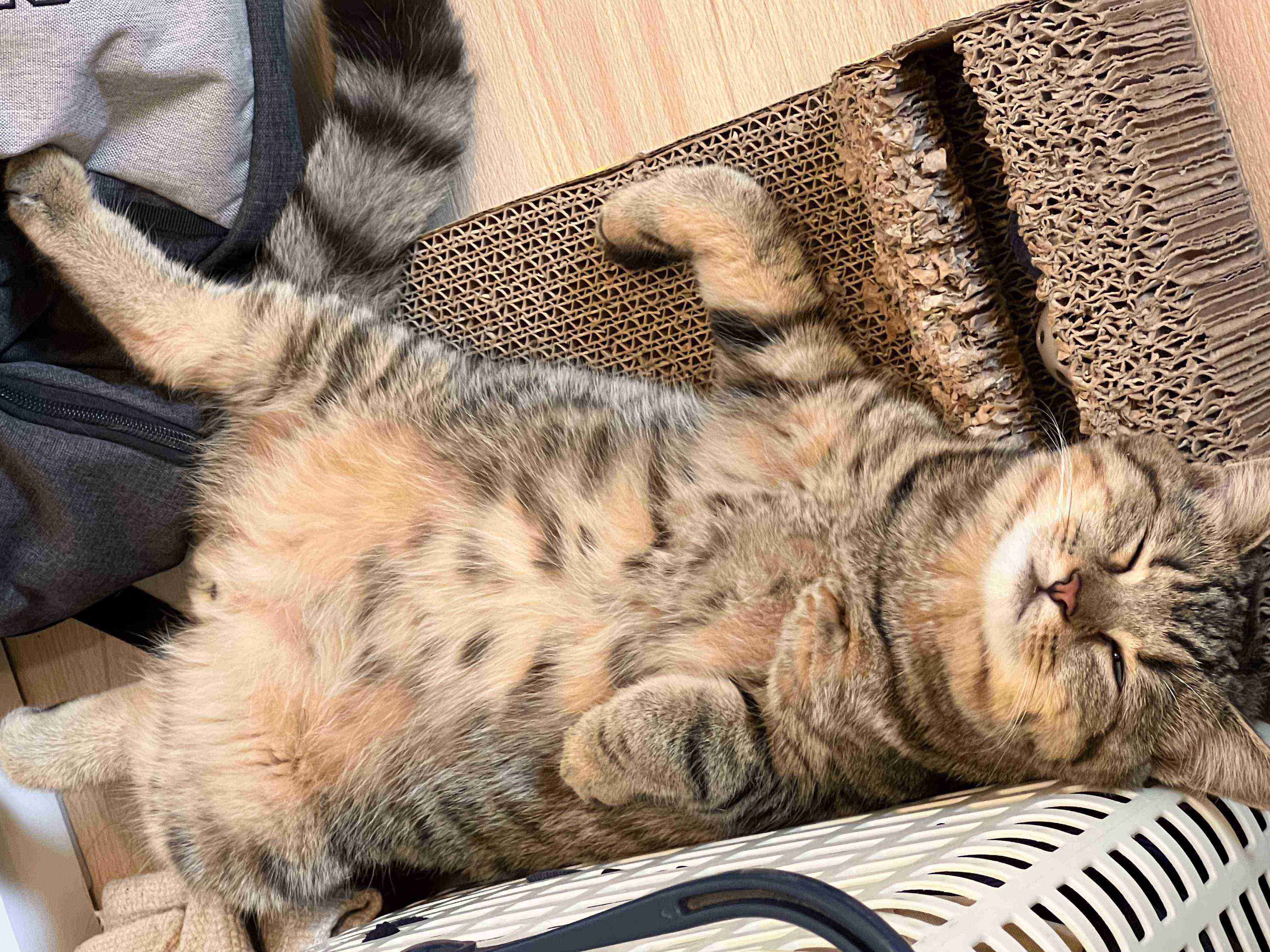 Gallery | Morris Yu-Chao Huang