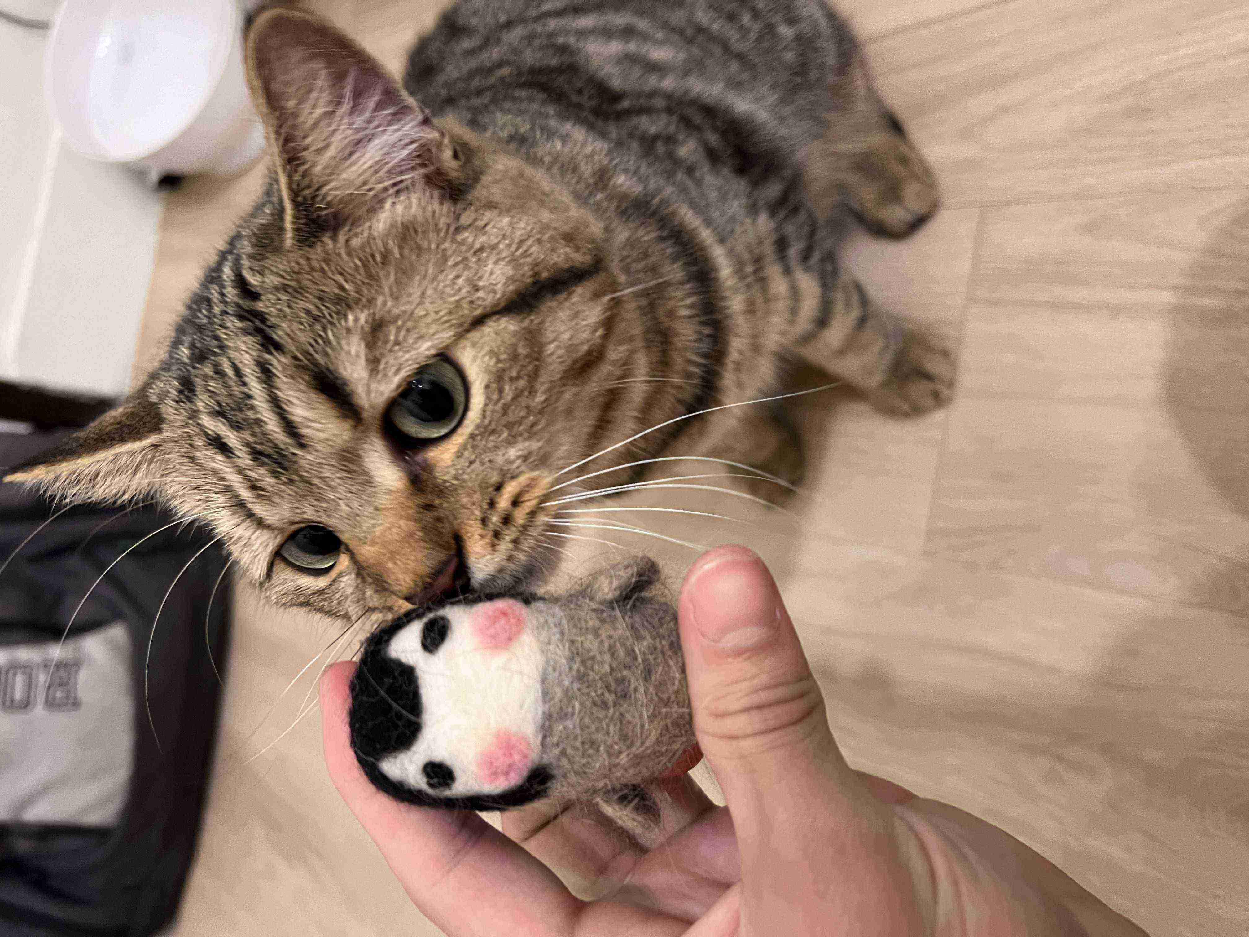 Gallery | Morris Yu-Chao Huang