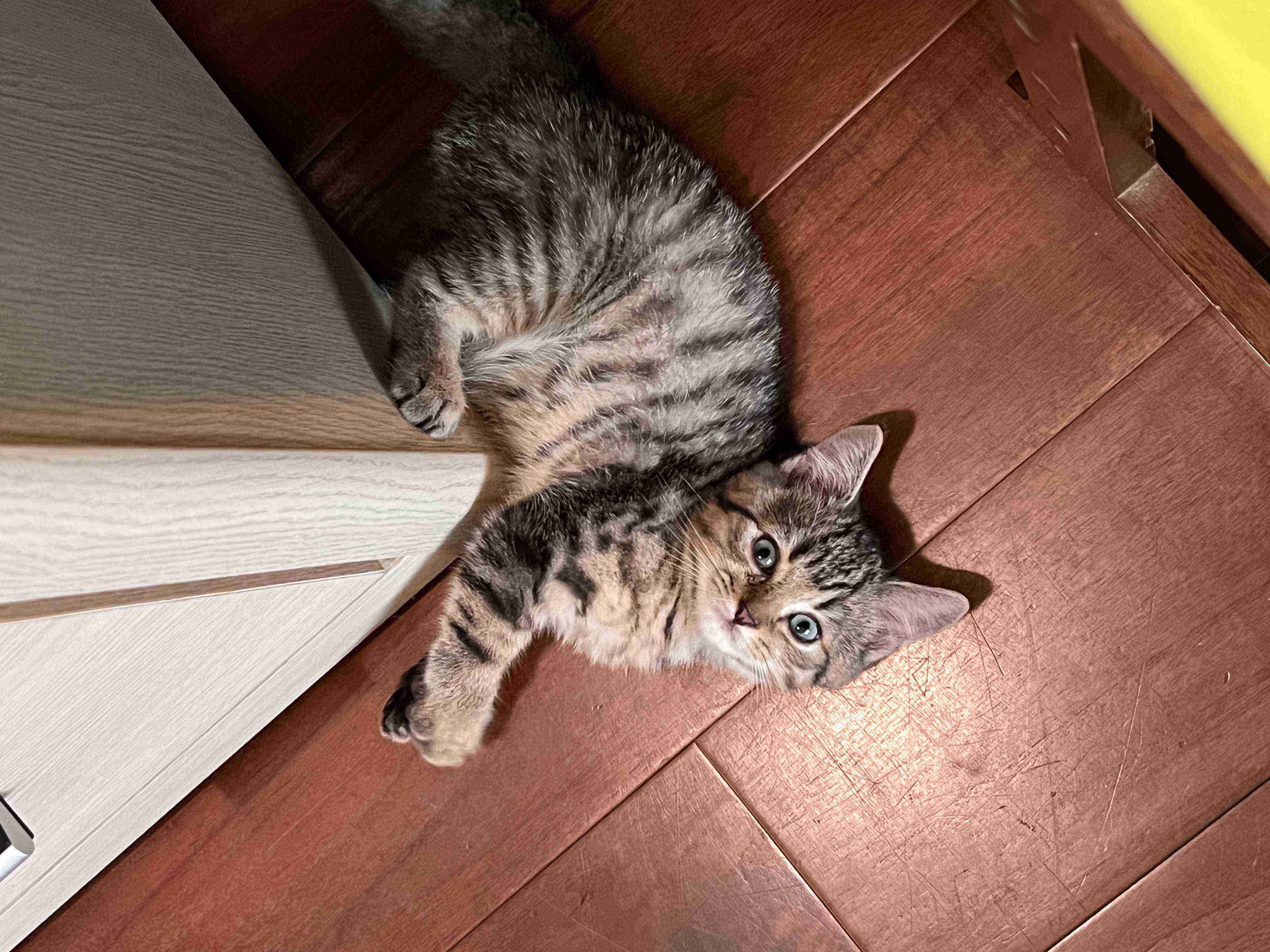 Gallery | Morris Yu-Chao Huang