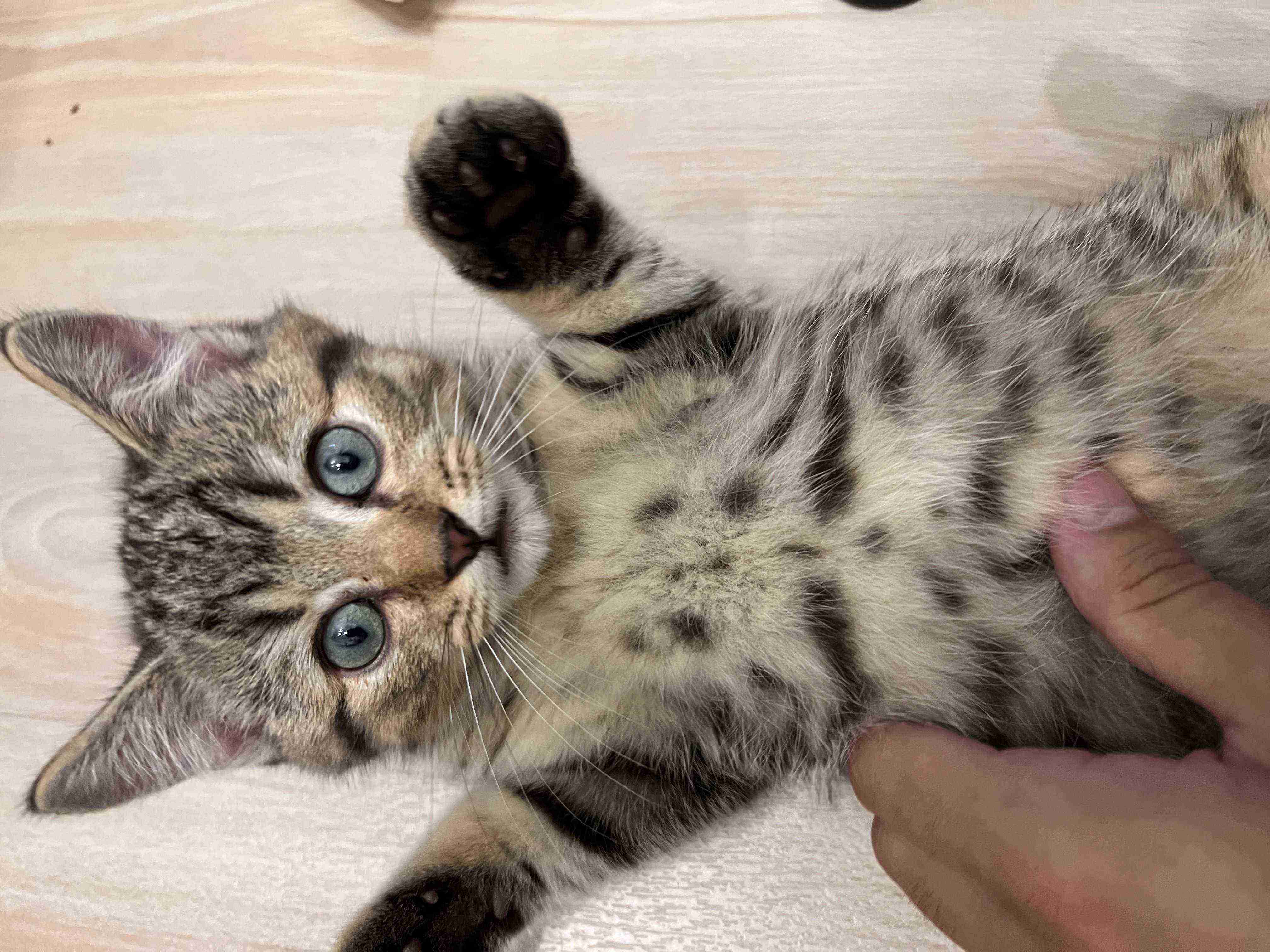 Gallery | Morris Yu-Chao Huang