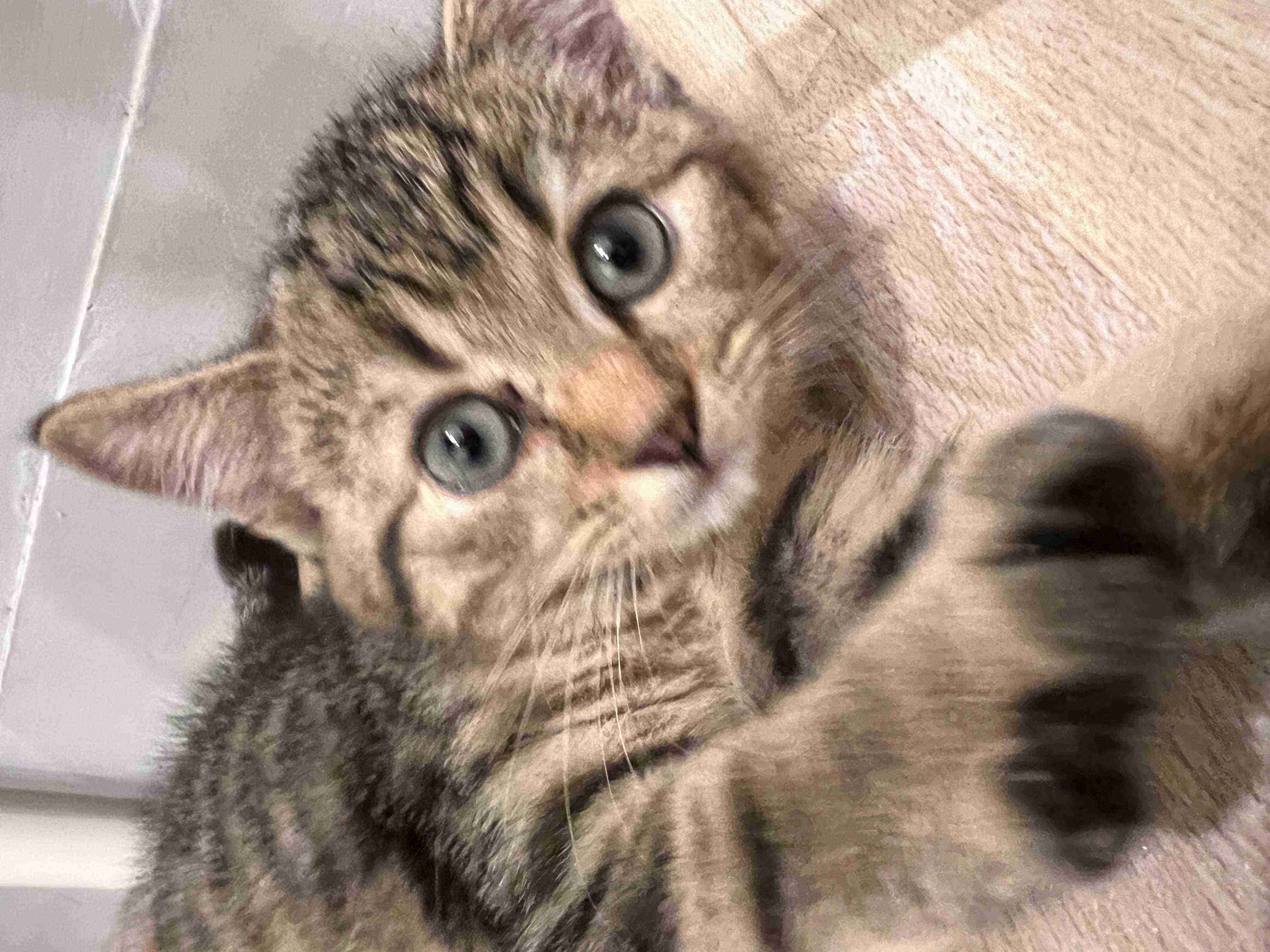 Gallery | Morris Yu-Chao Huang