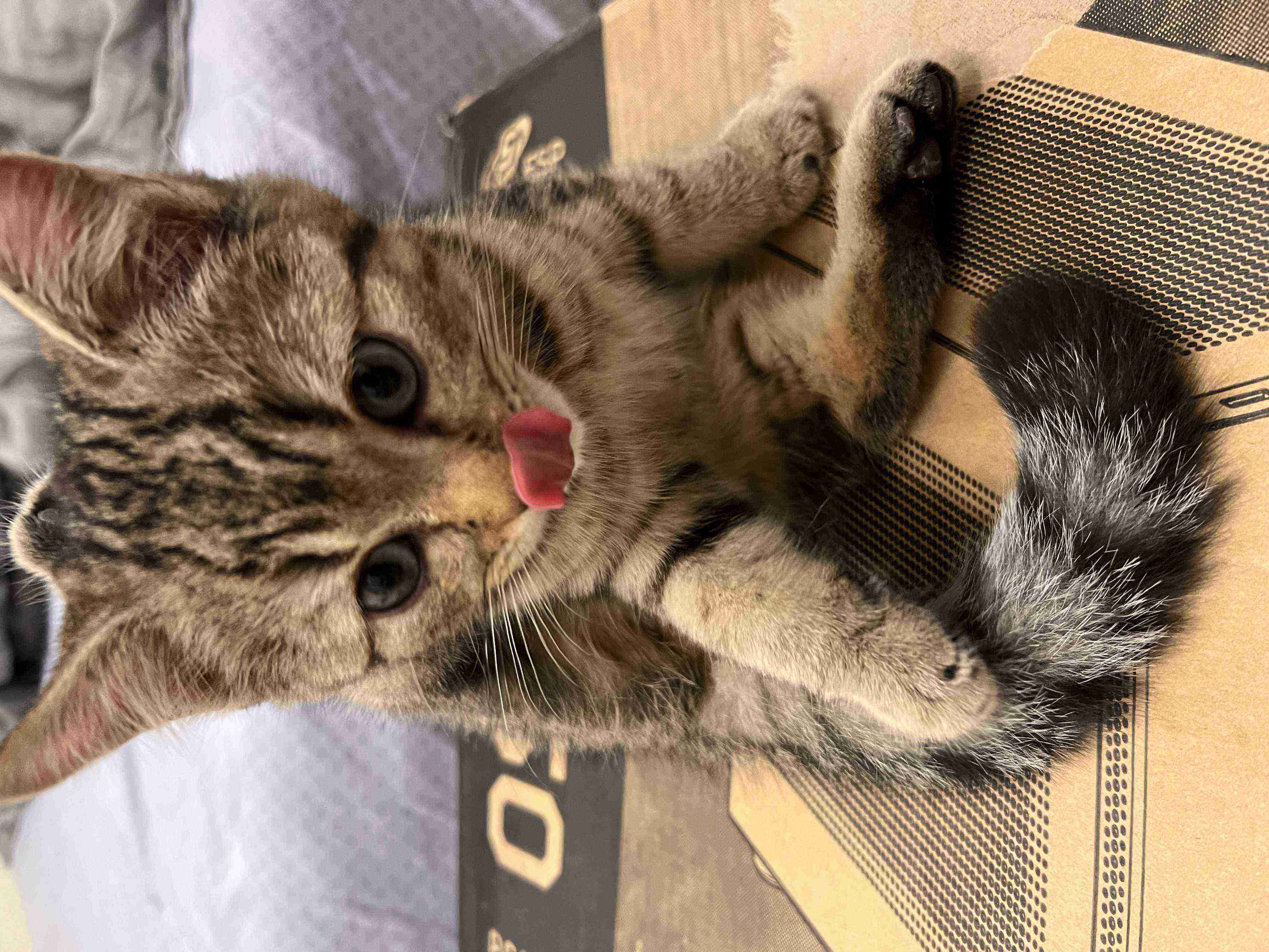 Gallery | Morris Yu-Chao Huang