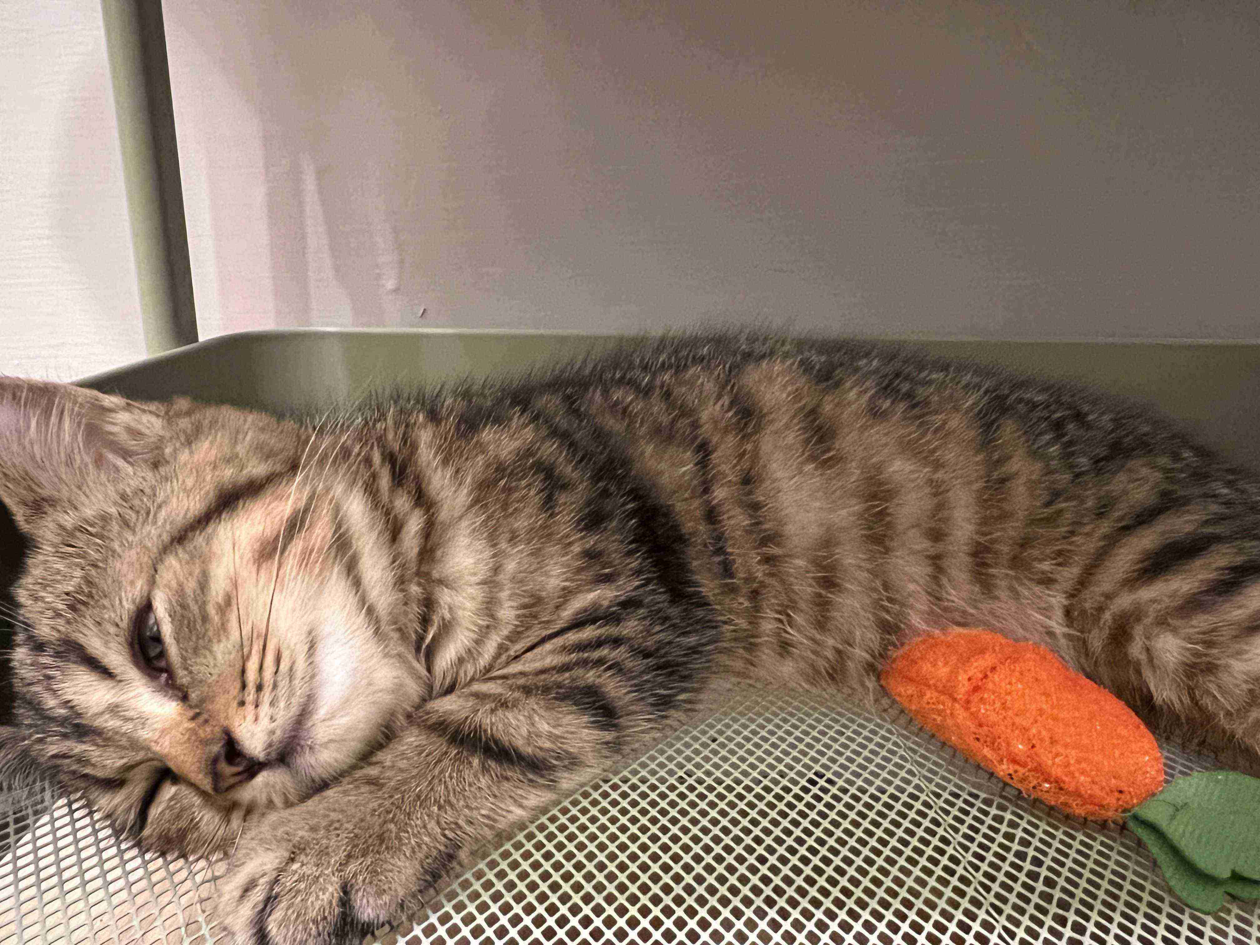 Gallery | Morris Yu-Chao Huang