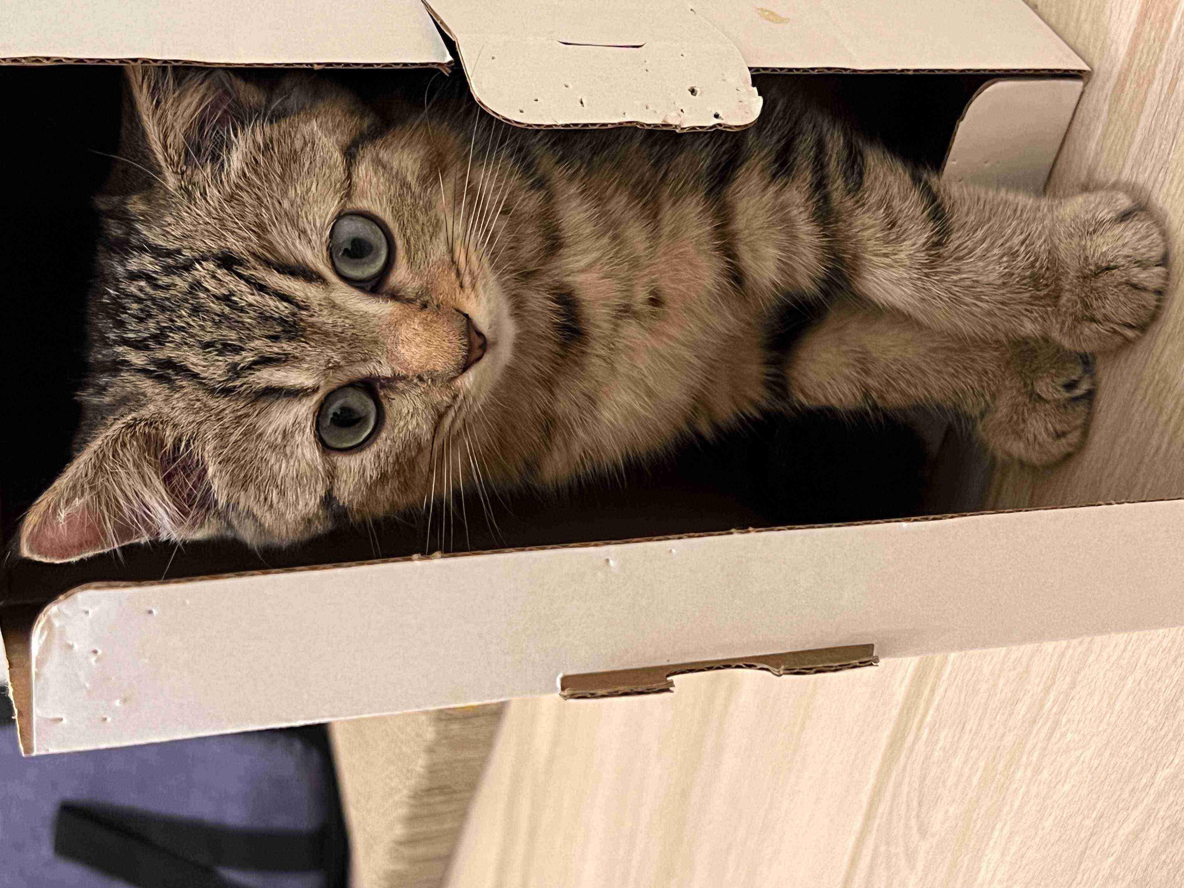 Gallery | Morris Yu-Chao Huang