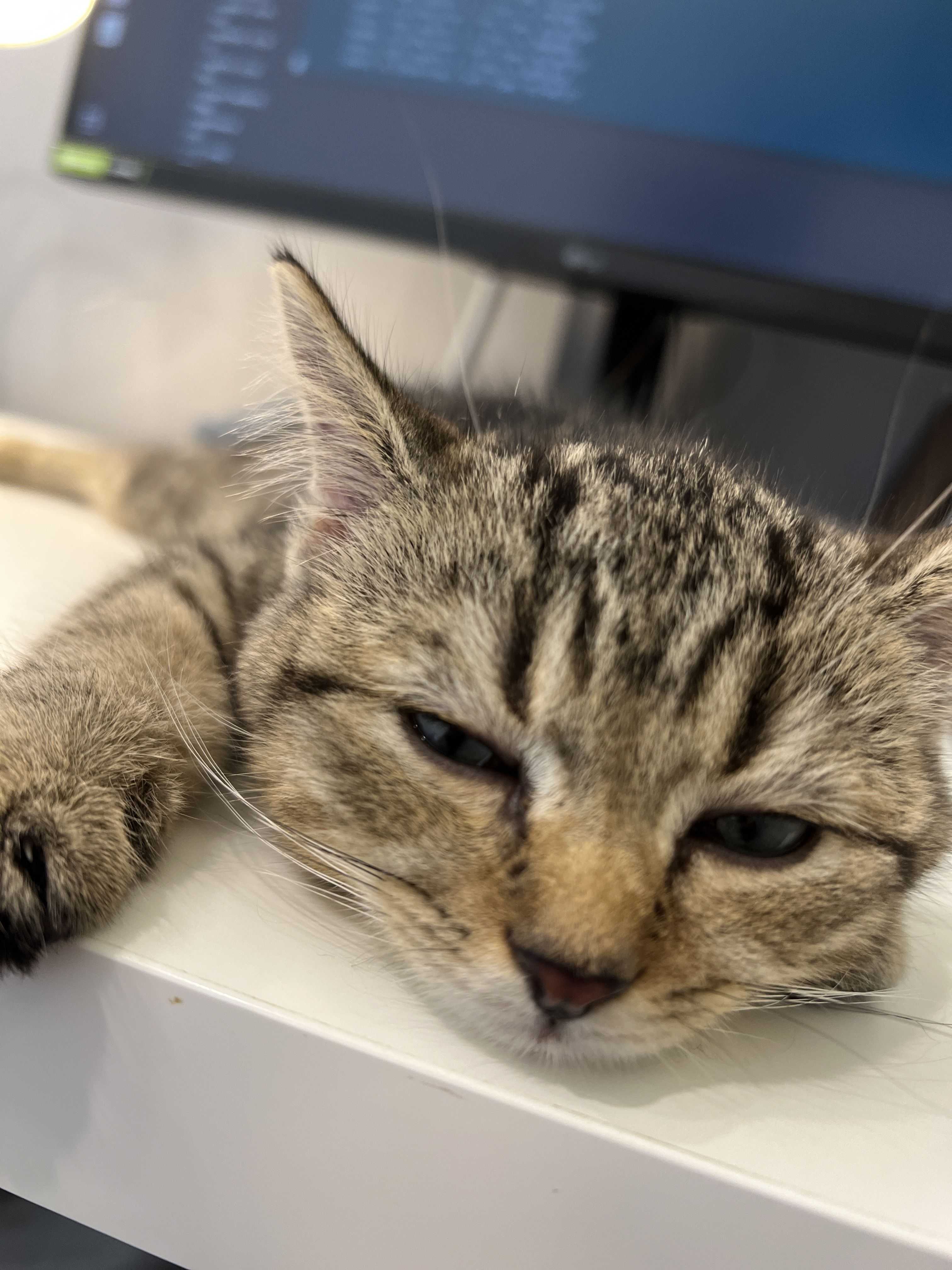 Gallery | Morris Yu-Chao Huang