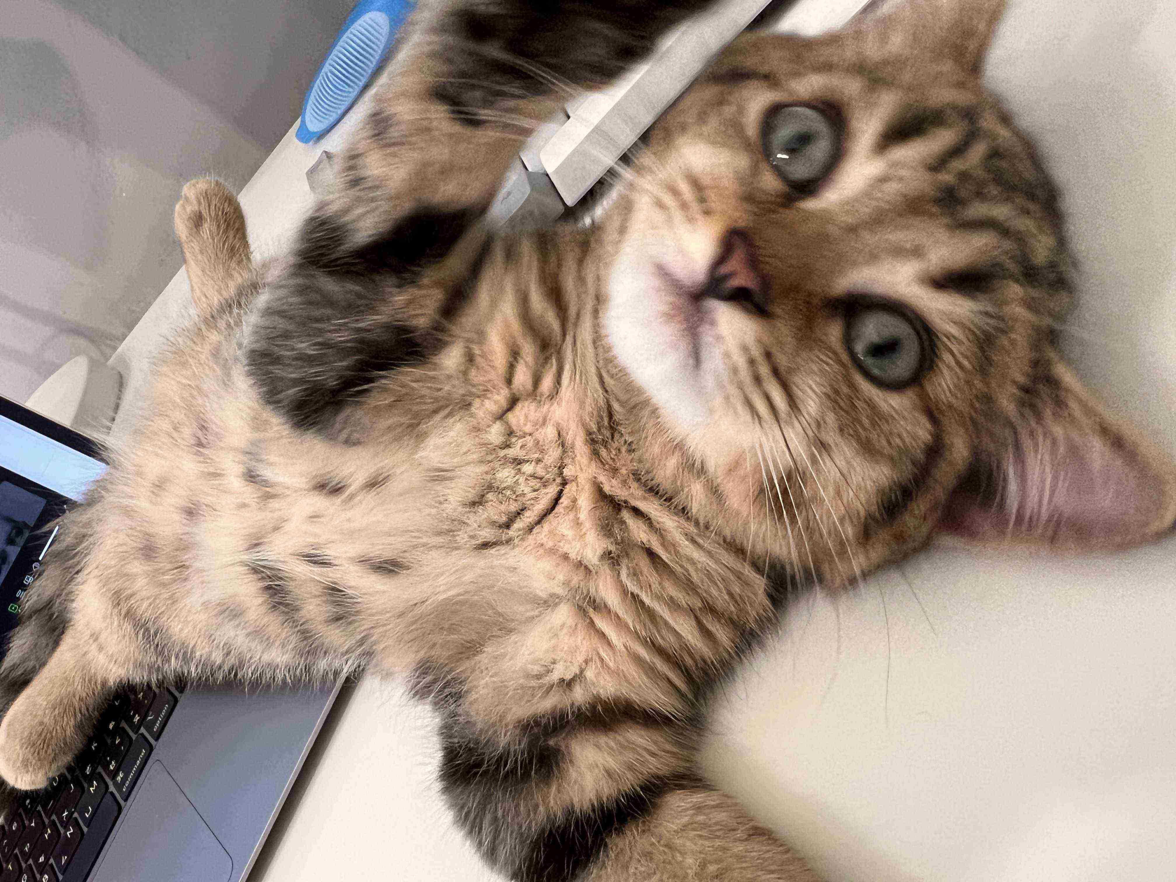 Gallery | Morris Yu-Chao Huang