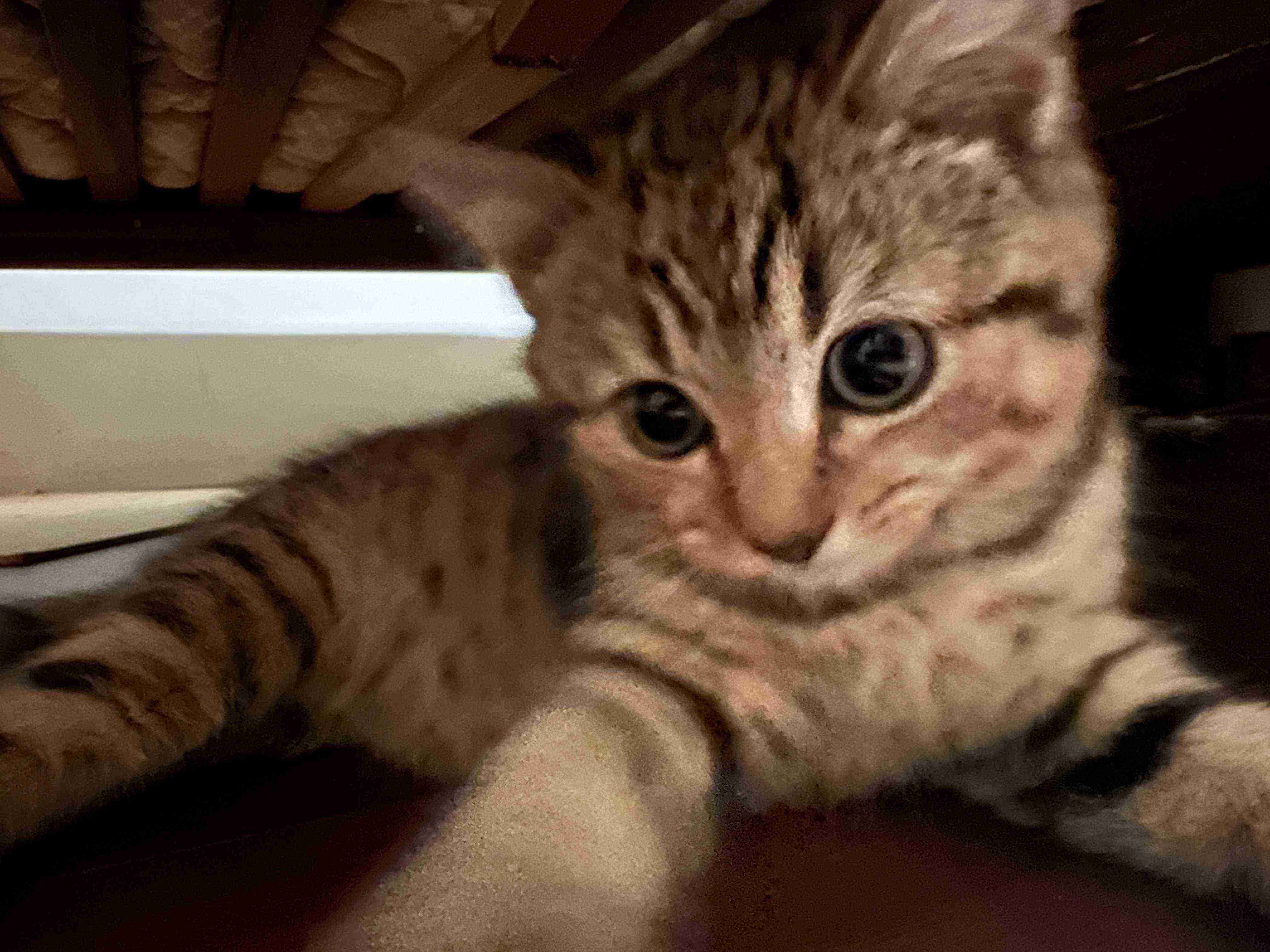 Gallery | Morris Yu-Chao Huang