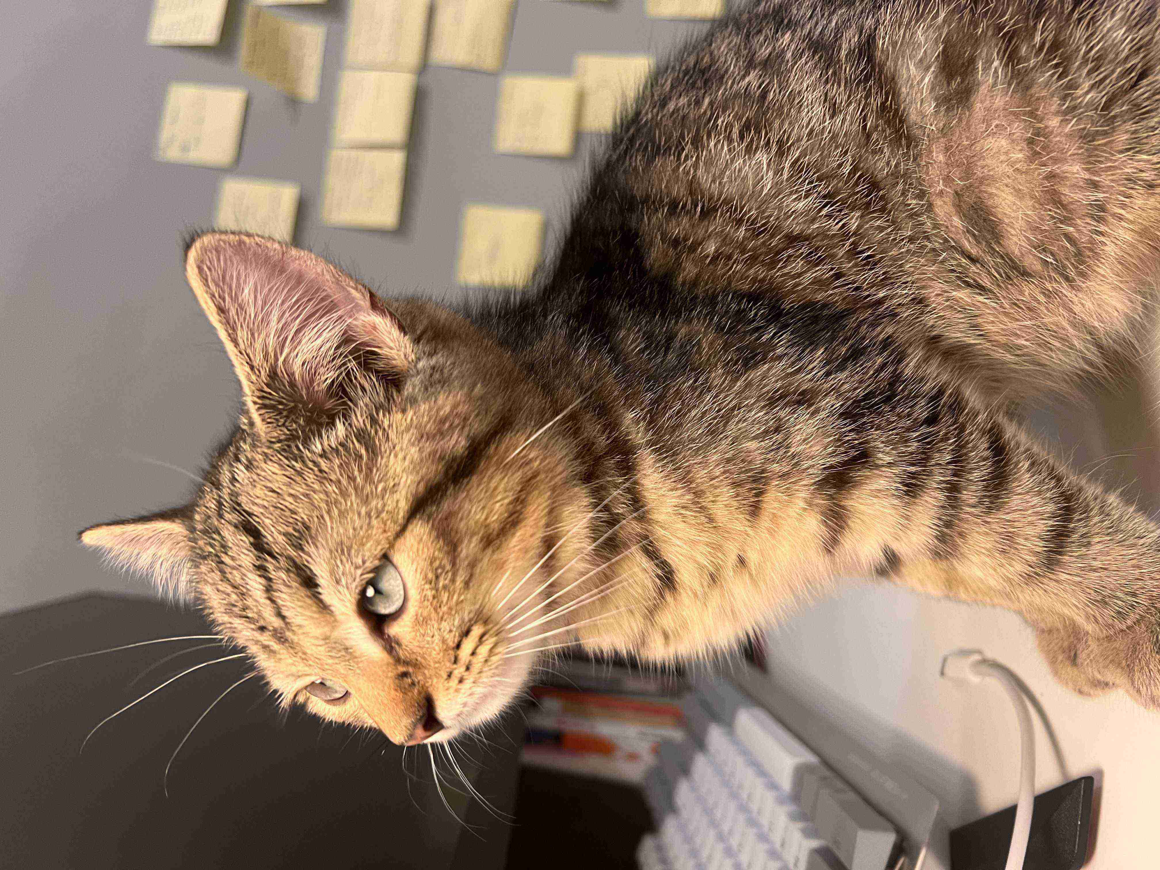 Gallery | Morris Yu-Chao Huang